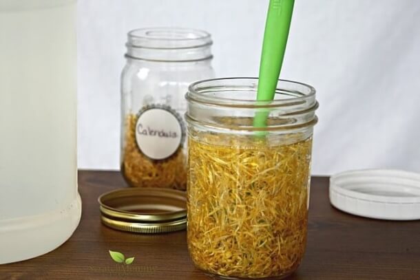 Herbal Glycerites For Skincare (How and why to make non-alcoholic ...